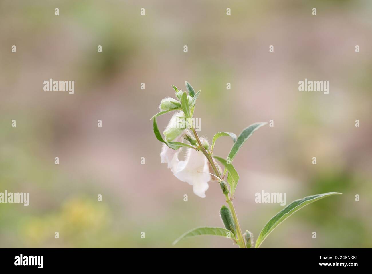 Oilseeds hi-res stock photography and images - Alamy