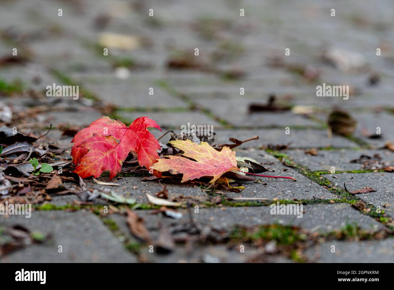 Red color asphalt hi-res stock photography and images - Alamy