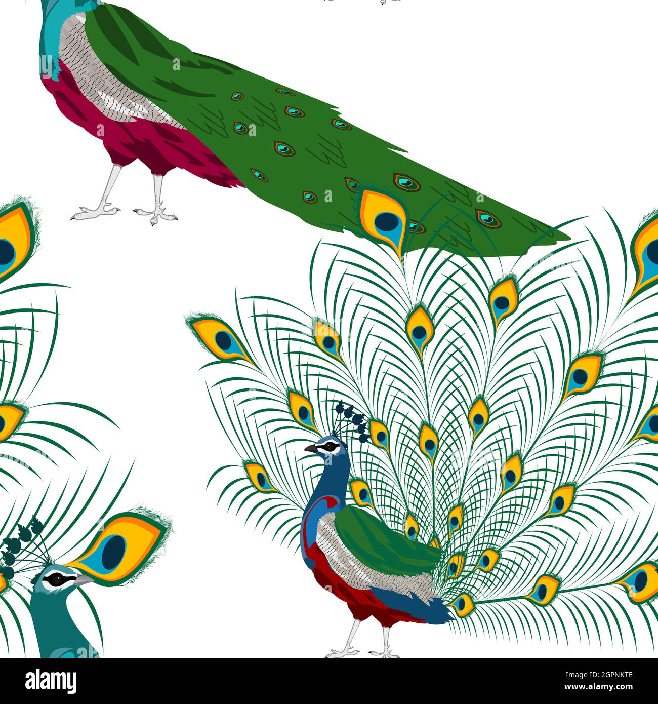 Peacock feathers seamless pattern Stock Vector Images - Alamy