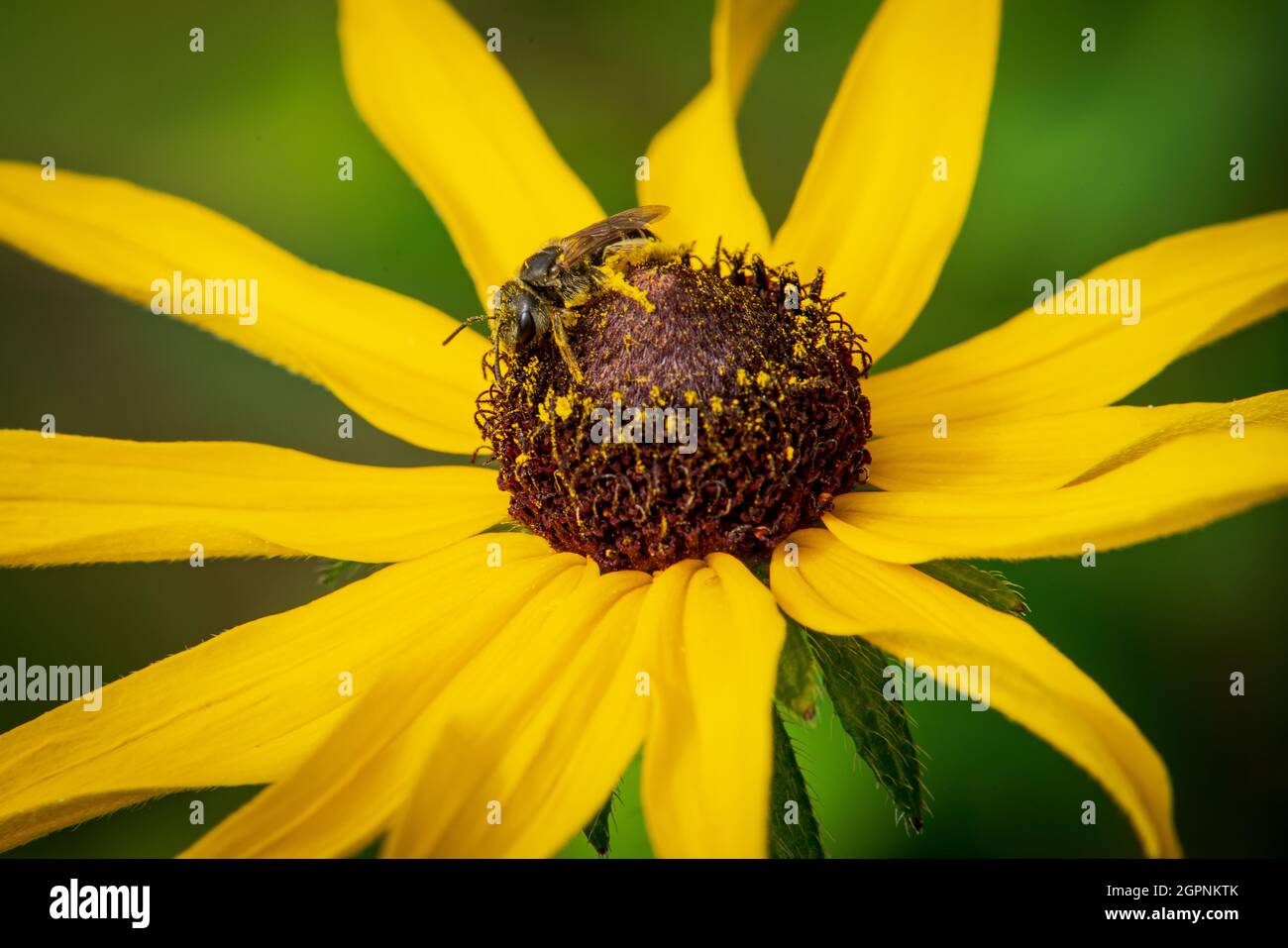While exploring a local land trust I had the opportunity to photograph ...