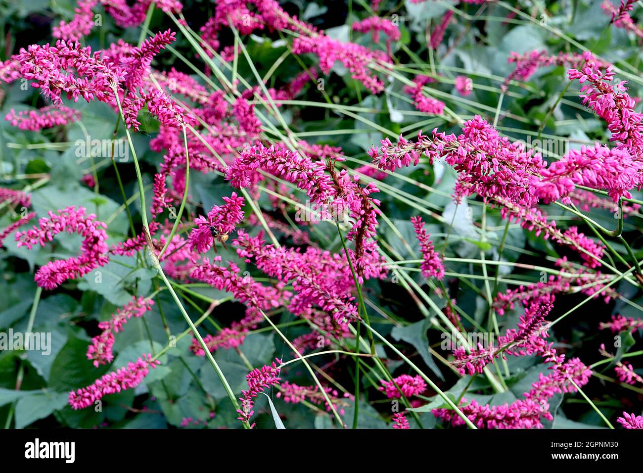 Persicaria amplexicaulis ‘Firetail’ red bistort Firetail - cylindrical ...