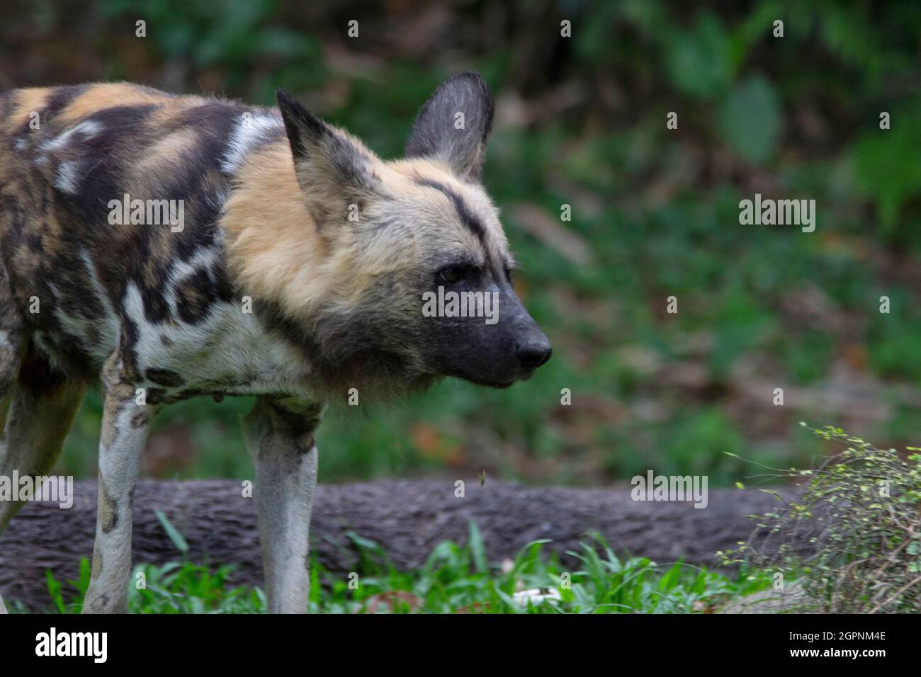 African wild dog. Only extant member of the genus Lycaon.native species ...