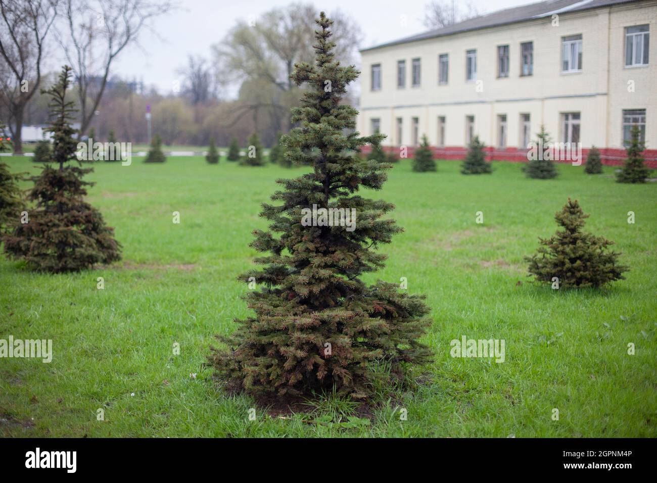 Spruce grows on the lawn. Park tree. Coniferous plant. Decorative ...