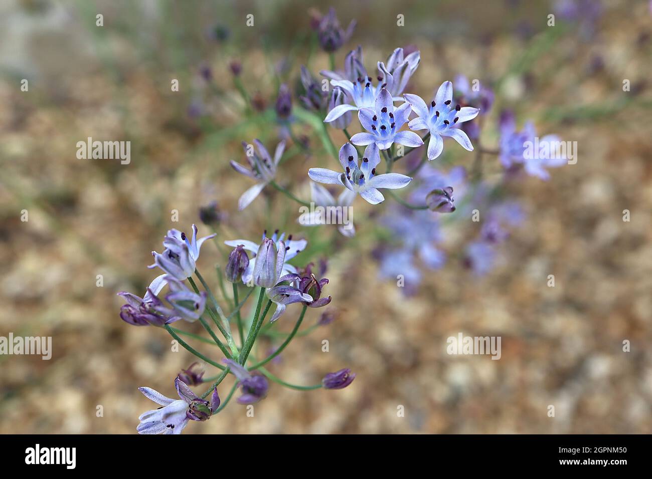 Star pyramid hi-res stock photography and images - Alamy