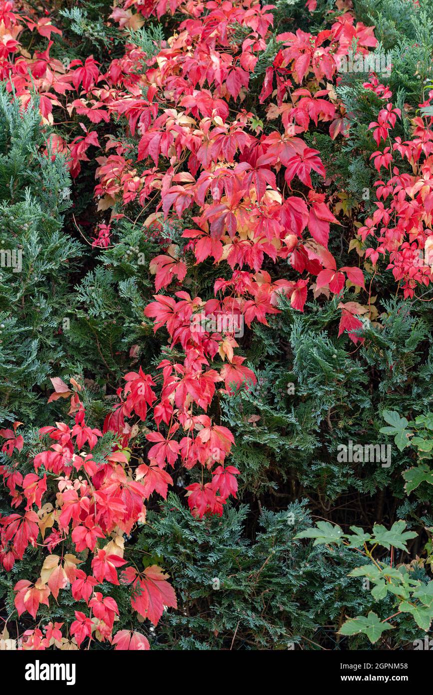 Vine leaves color hi-res stock photography and images - Alamy