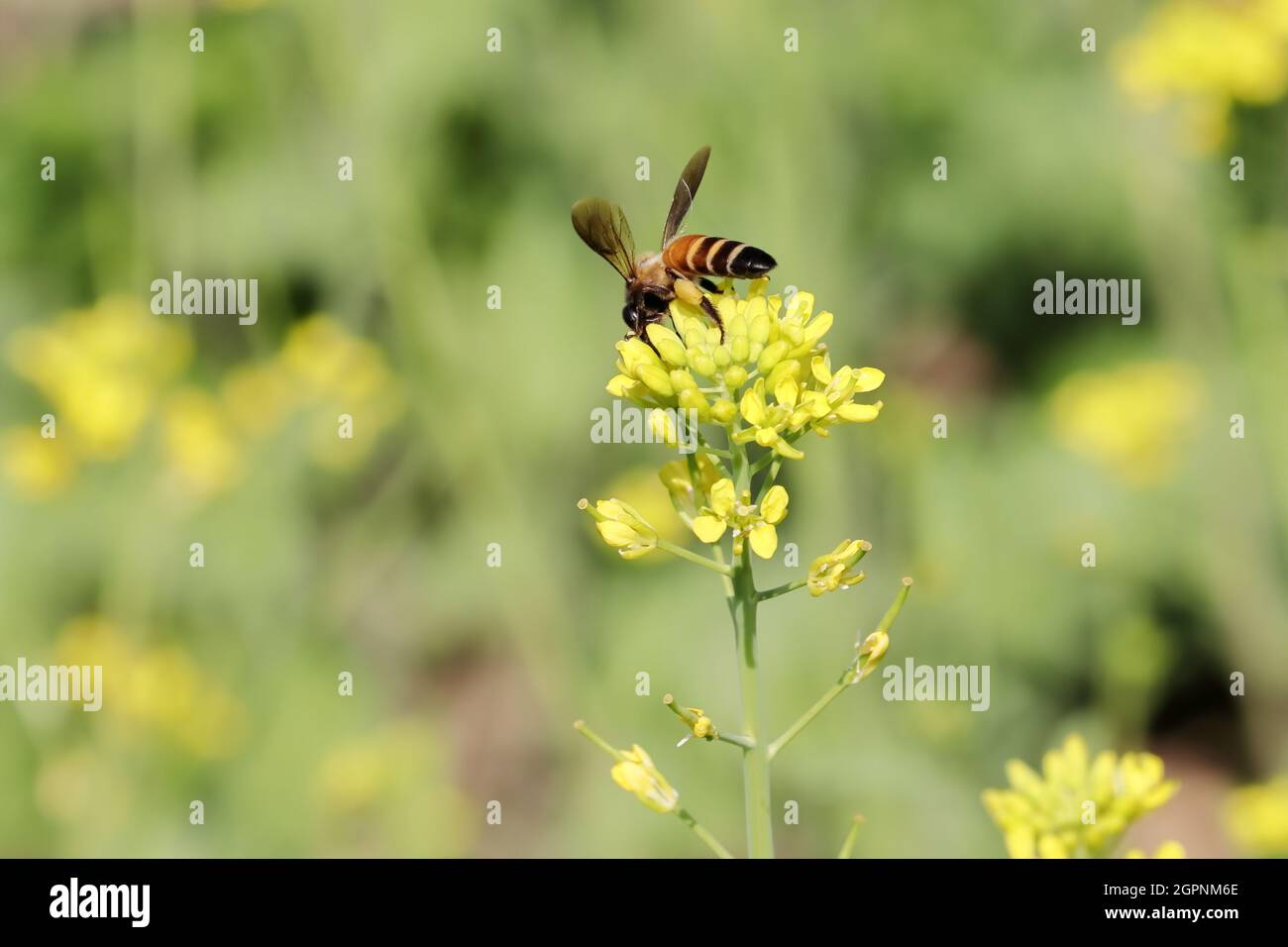 Indian honey bees hi-res stock photography and images - Alamy