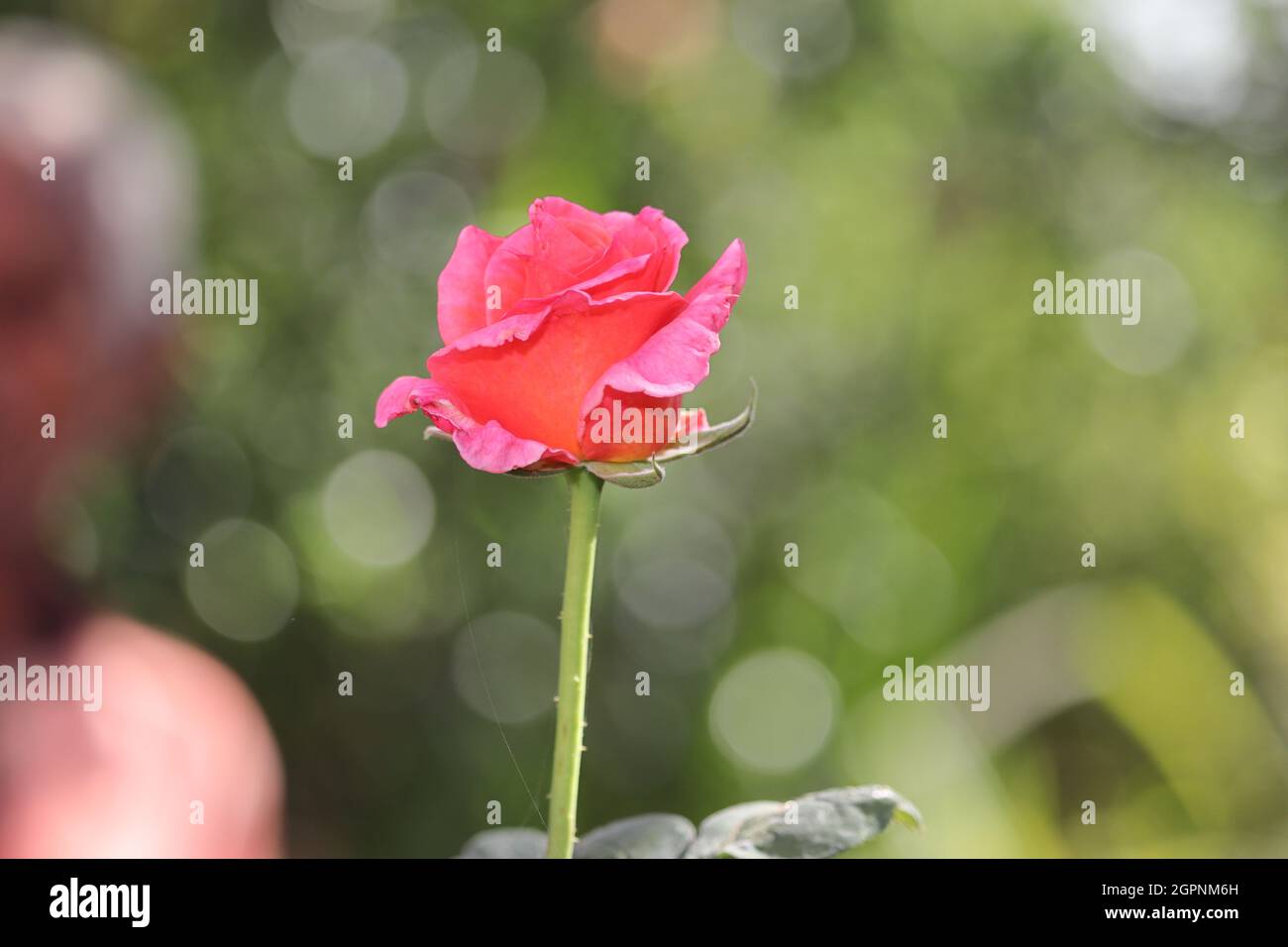 Close-up of rose flower opening on red rose bud with blur background of ...