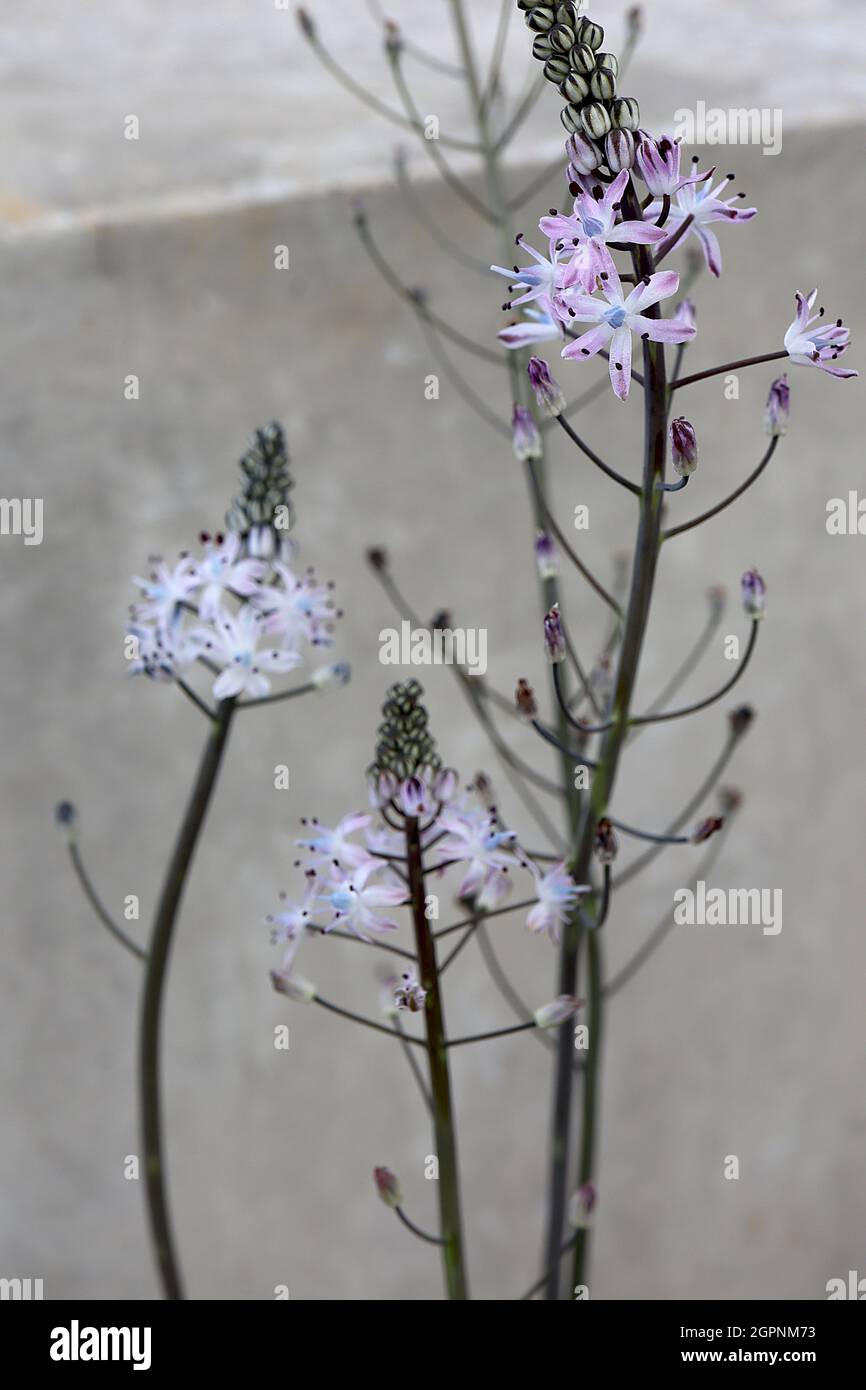 Prospero talosii Pyramid-shaped clusters of pale violet white flowers ...
