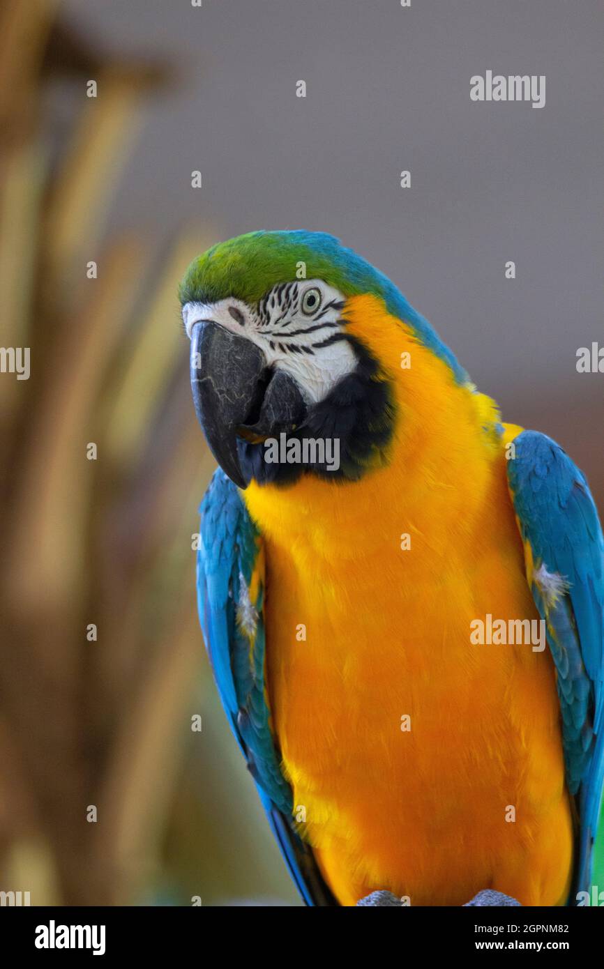 Blue-and-yellow macaw, Ara ararauna, also known as the blue-and-gold macaw, is a large South ...