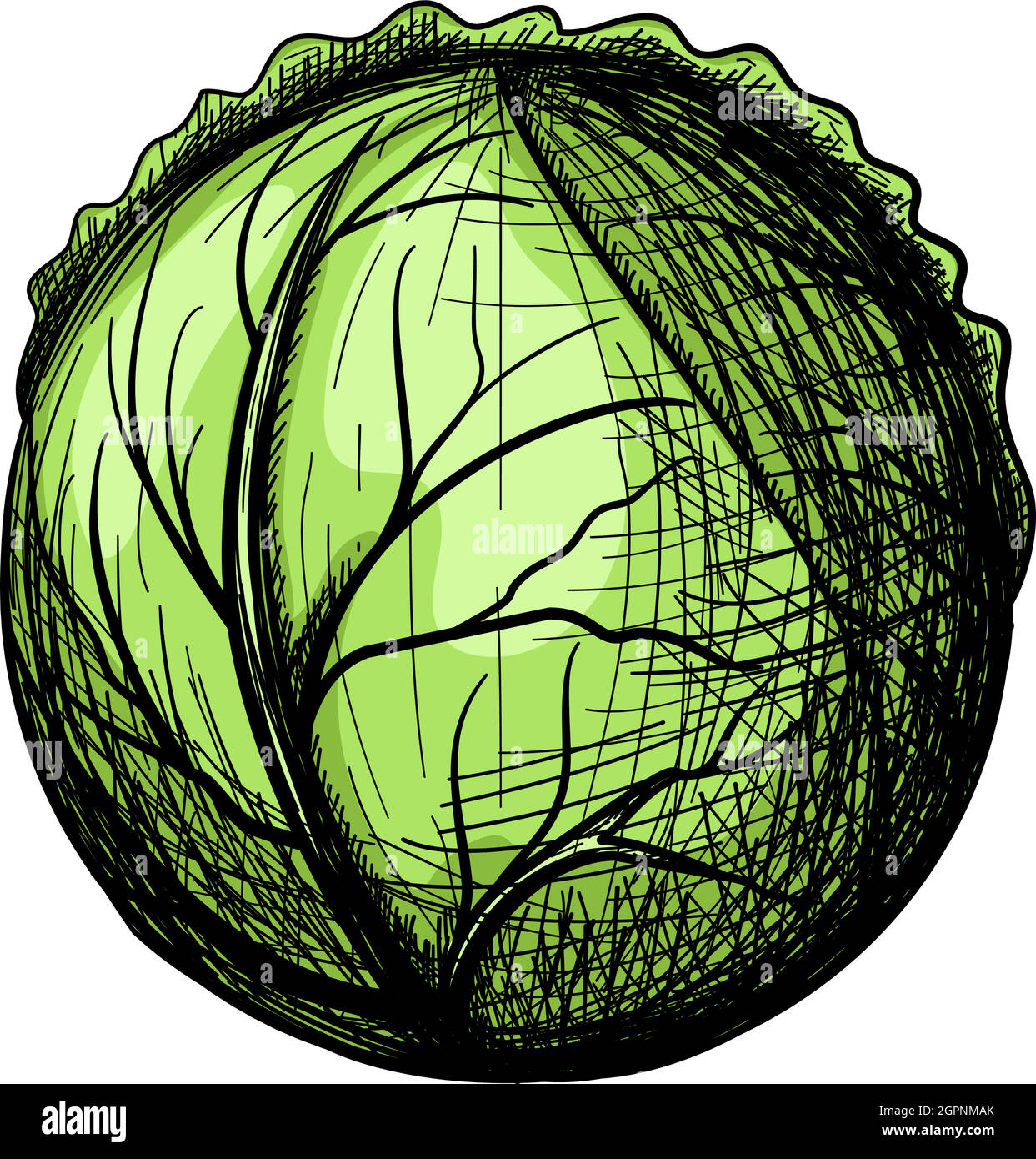 Cabbage vegetable sketch Stock Vector Images - Alamy