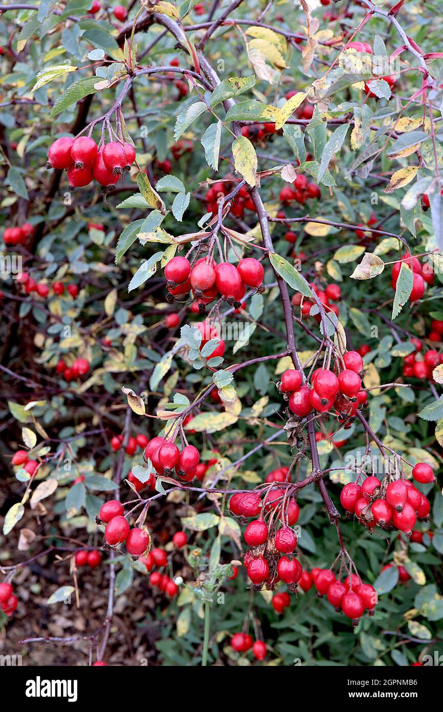 Ovoid Rose Hips High Resolution Stock Photography and Images - Alamy