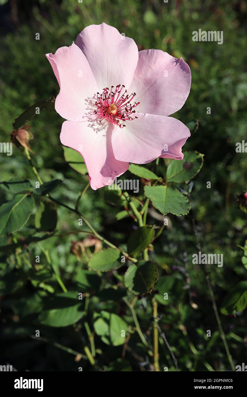 Rosa ‘Dainty Bess’ (hybrid tea rose) rose Dainty Bess – single pale ...
