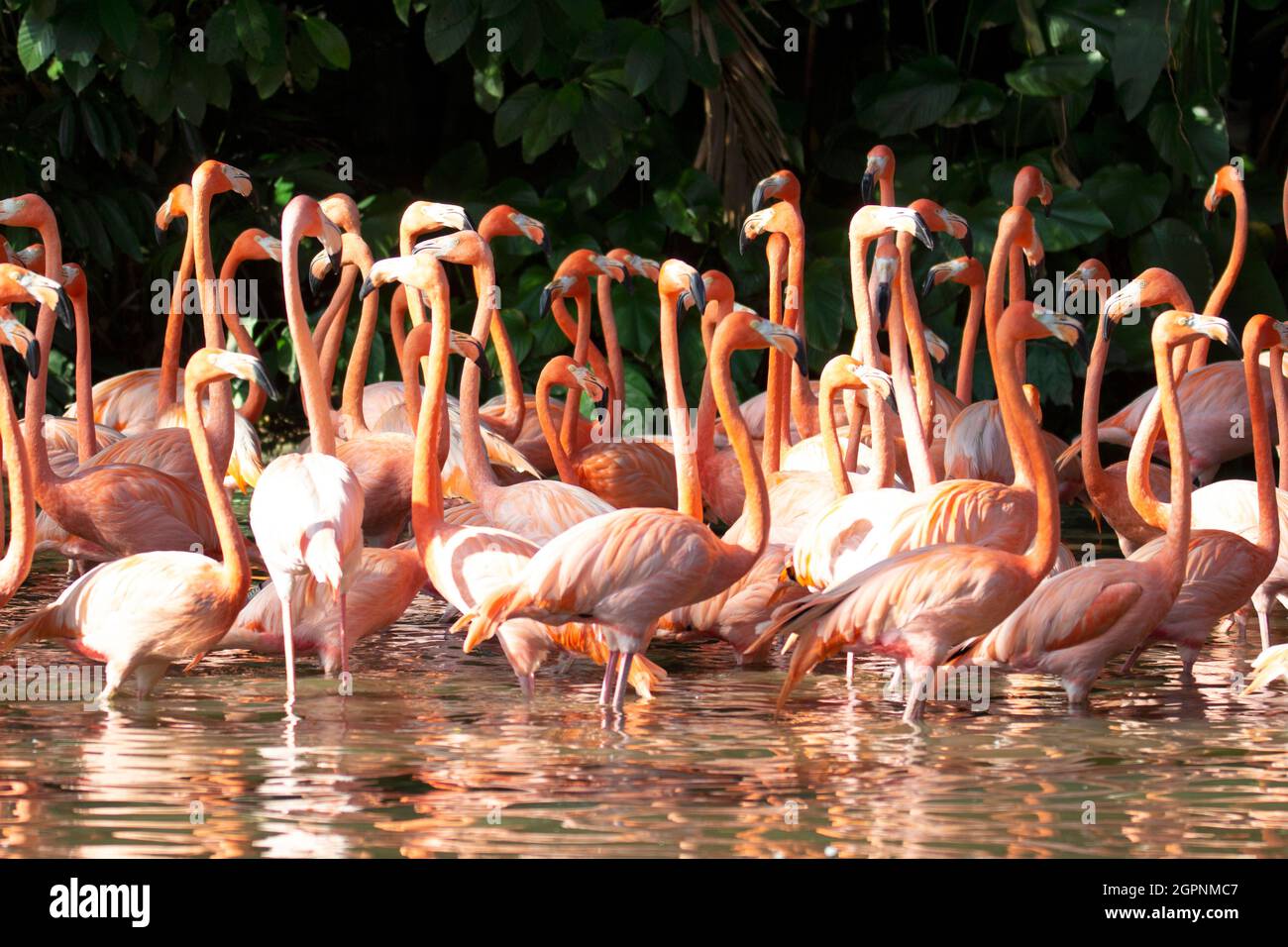 Caribbean legs red hi-res stock photography and images - Alamy