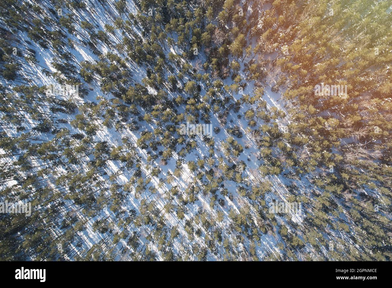 Aerial view to pine forest hi-res stock photography and images - Alamy