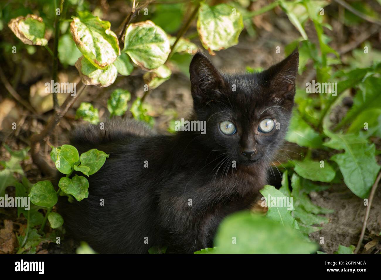 Animal without an owner hi-res stock photography and images - Alamy