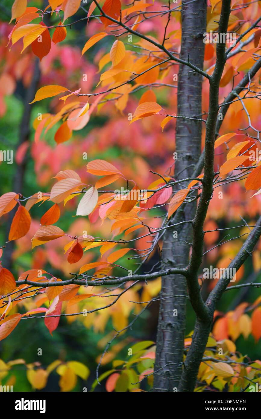 Autumn nature. Fall season concept. Elm red leaves in the wind, foliage ...