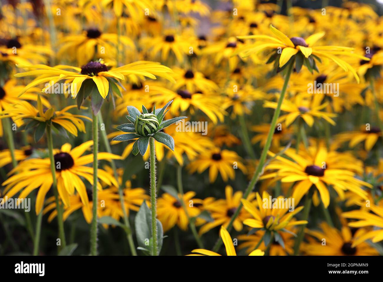 Tall cone shaped centre hi-res stock photography and images - Alamy