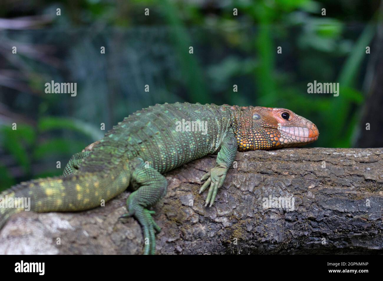 Caiman lizard dracaena guianensis hi-res stock photography and images ...
