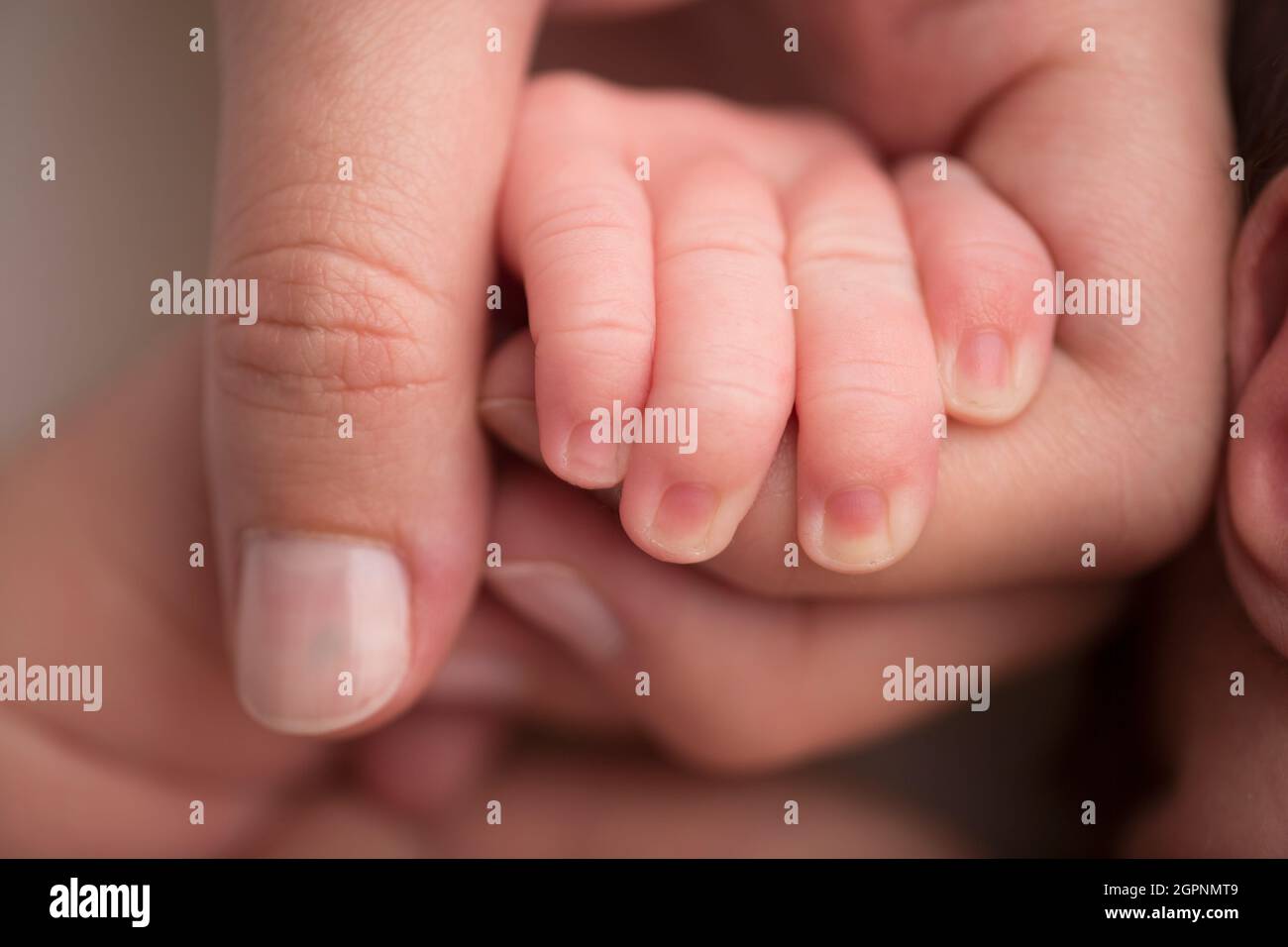 The hand and fingers of a newborn baby. Parents hold the fingers of ...
