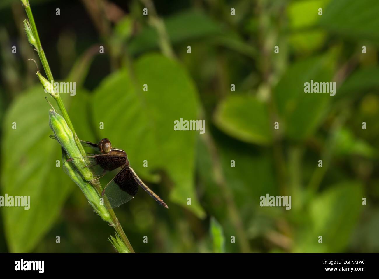 Take a short distance black dragonfly Stock Photo - Alamy