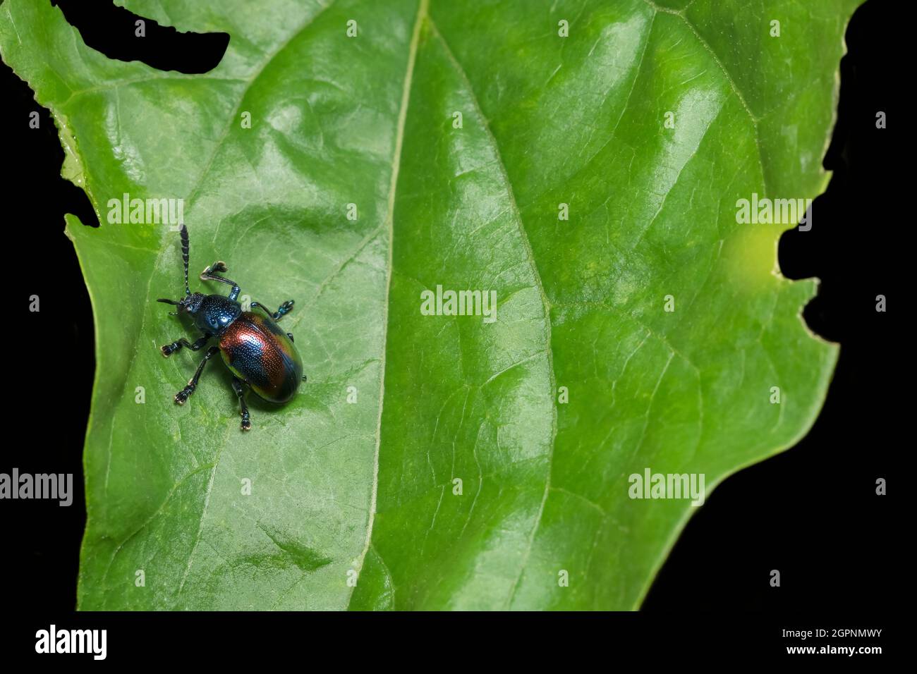 Metallic blue beetles hi-res stock photography and images - Alamy