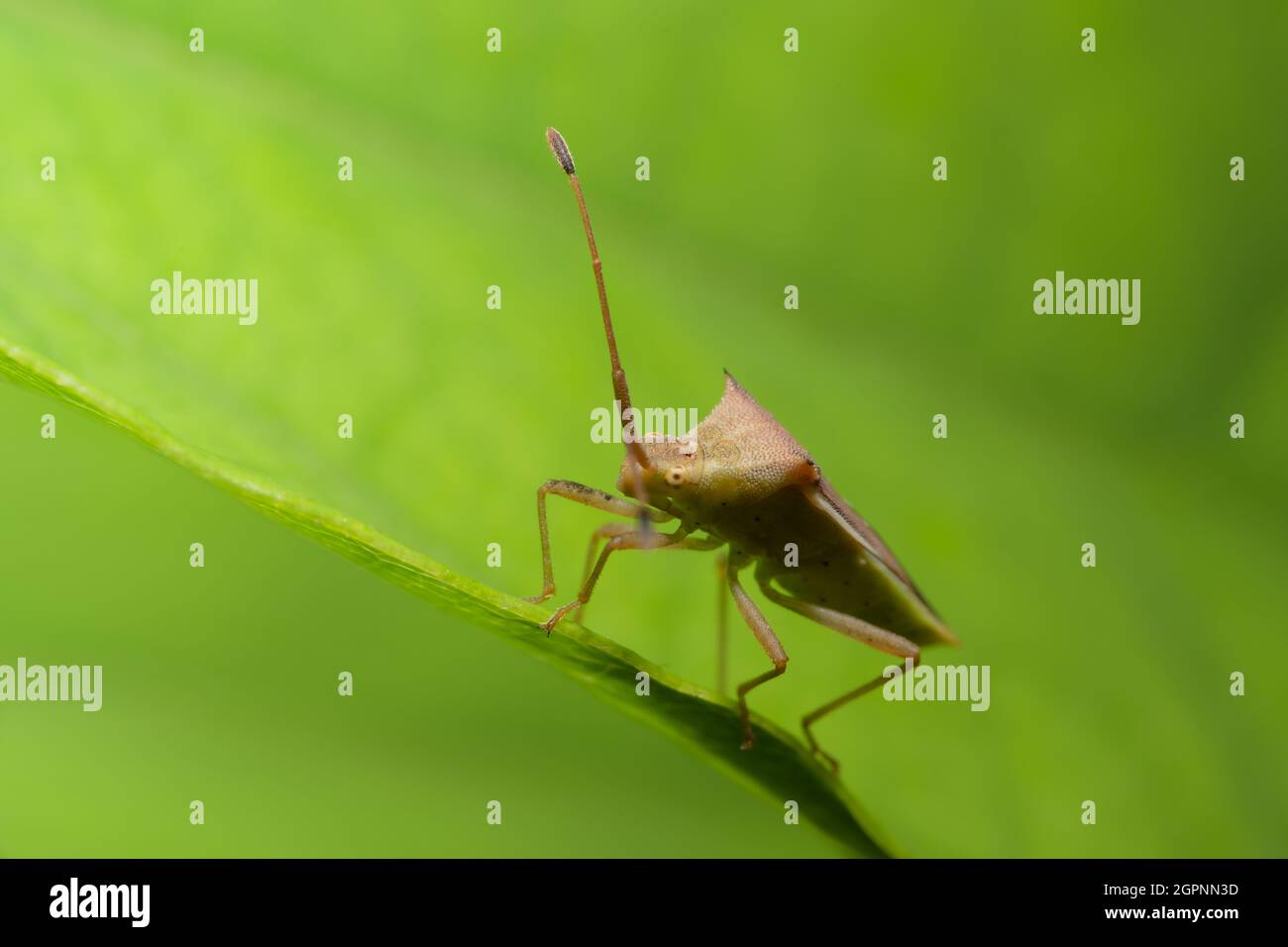 Closeup photo of brown assassin bugs on leaf Stock Photo - Alamy