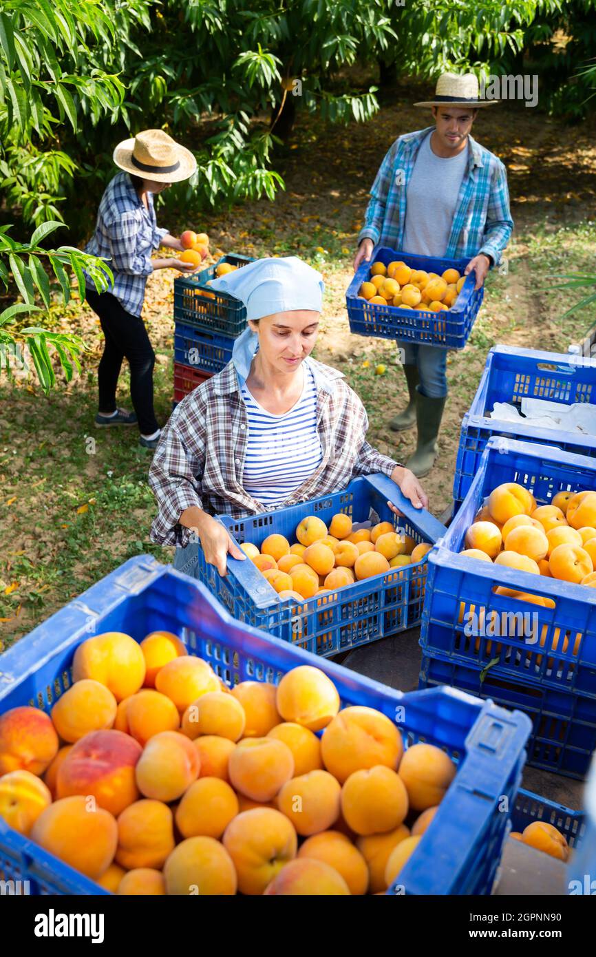 Active farmers puts boxes of ripe peaches on tractor platform Stock ...