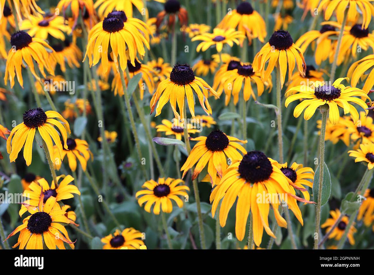 Downturned flowers hi-res stock photography and images - Alamy