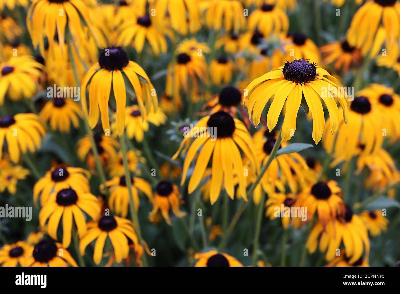 Rudbeckia fulgida var sullivantii ‘Goldsturm’ black-eyed Susan ...