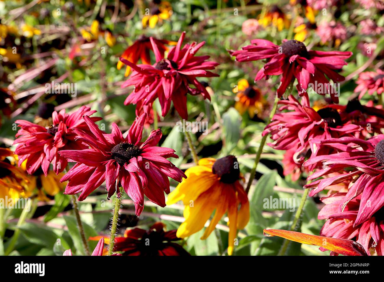 Rudbeckia hirta ‘Cherry Brandy’ black-eyed Susan Cherry Brandy - deep ...