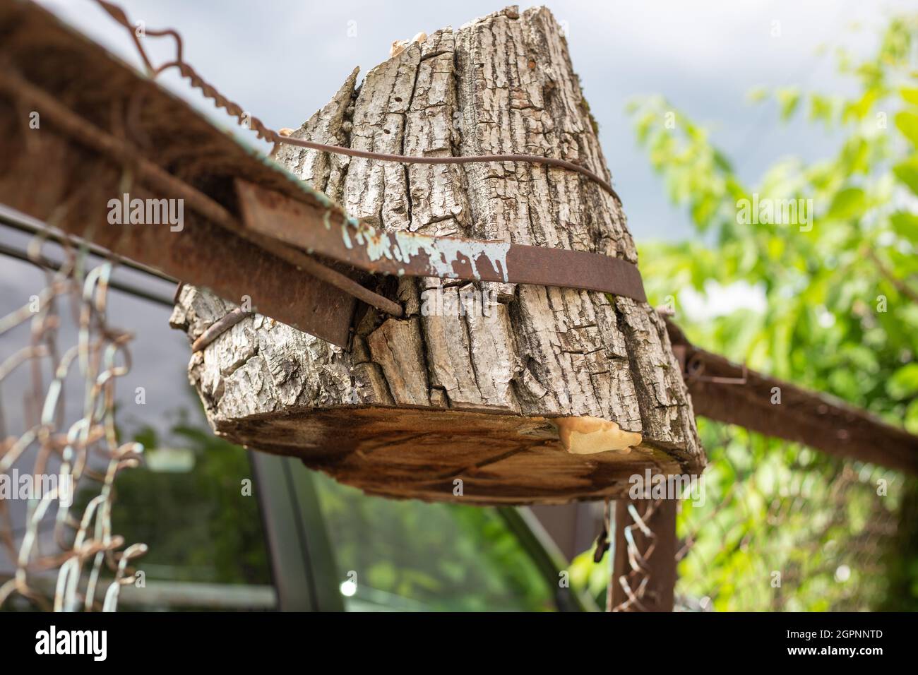 An ingrown tree in an iron fence. Nature and architecture Stock Photo ...