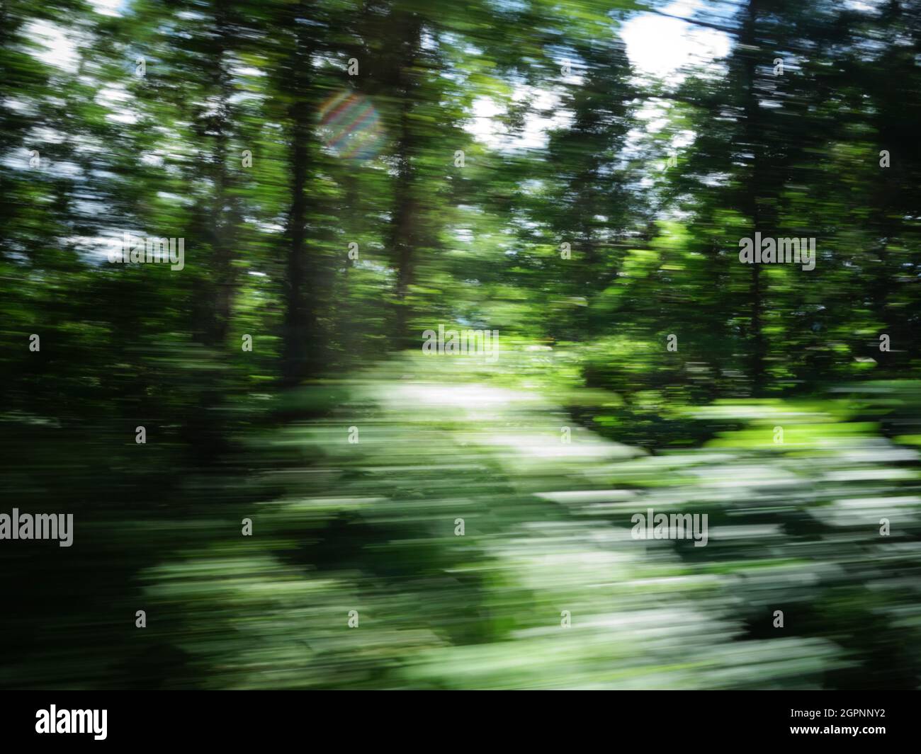 Abstract blurry forest trees dynamic motion green lines background ...