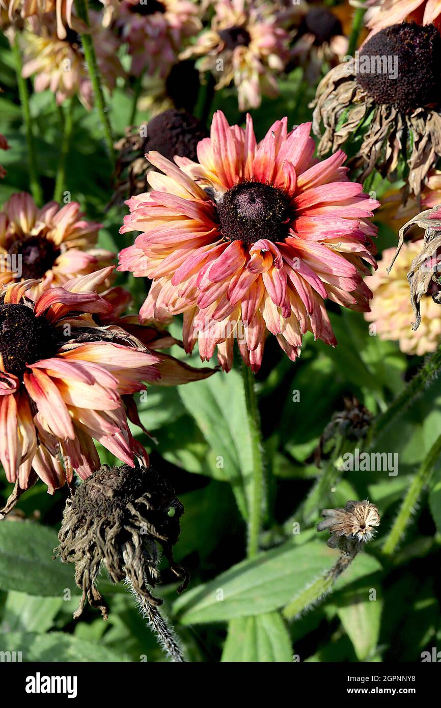 Rudbeckia hirta ‘Sahara’ black-eyed Susan Sahara - double cream and ...