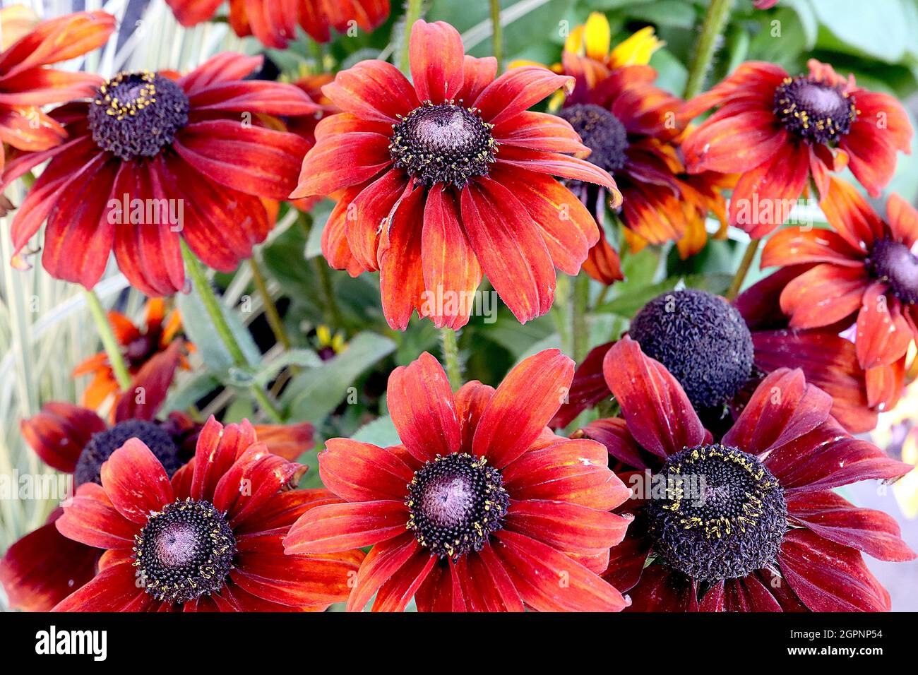 Rudbeckia hirta ‘Summerina Pumpernickel’ black-eyed Susan Pumpernickel ...