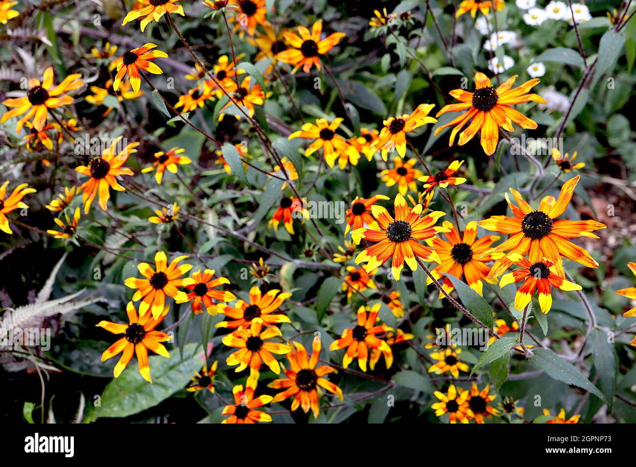 Tall cone shaped centre hi-res stock photography and images - Alamy