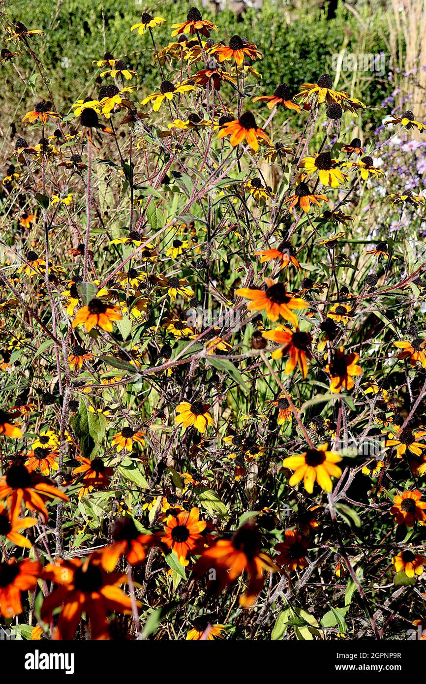 Rudbeckia triloba ‘Prairie Glow’ brown-eyed Susan Prairie Glow – yellow ...