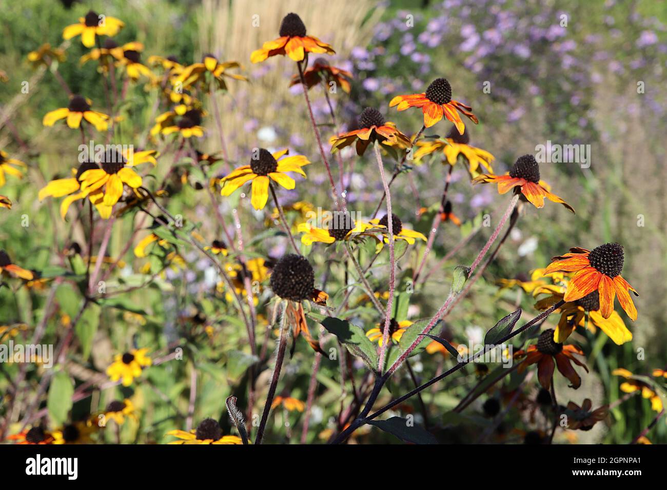 Rudbeckia triloba ‘Prairie Glow’ brown-eyed Susan Prairie Glow – yellow ...