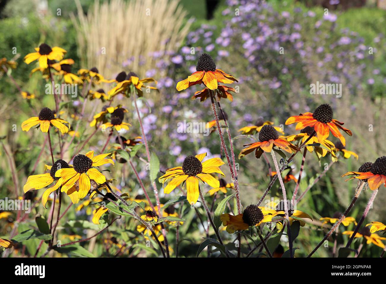 Rudbeckia triloba hi-res stock photography and images - Alamy