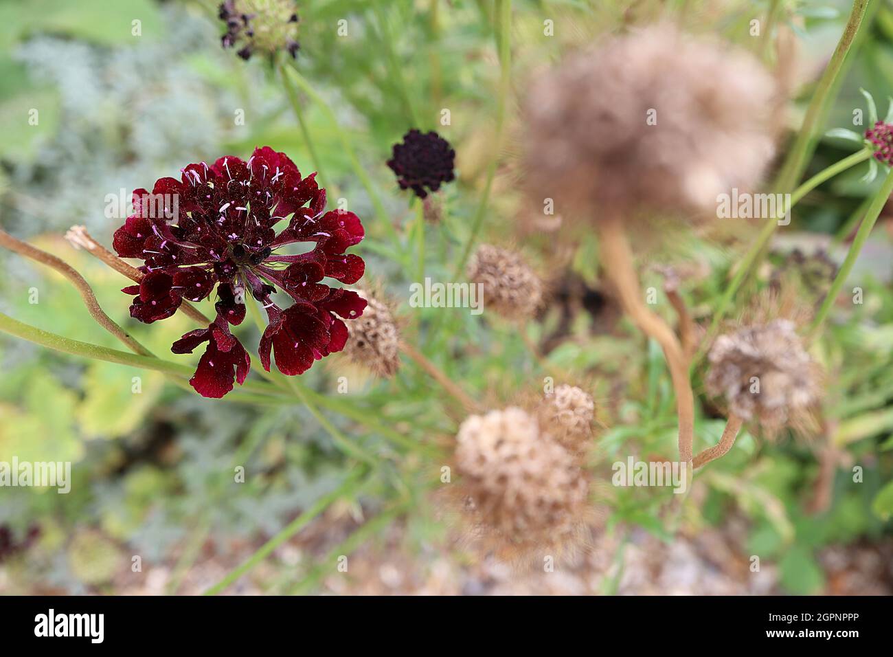 Scabiosa atropurpurea ‘Black Cat’ Scabious Black Cat – crimson red ...