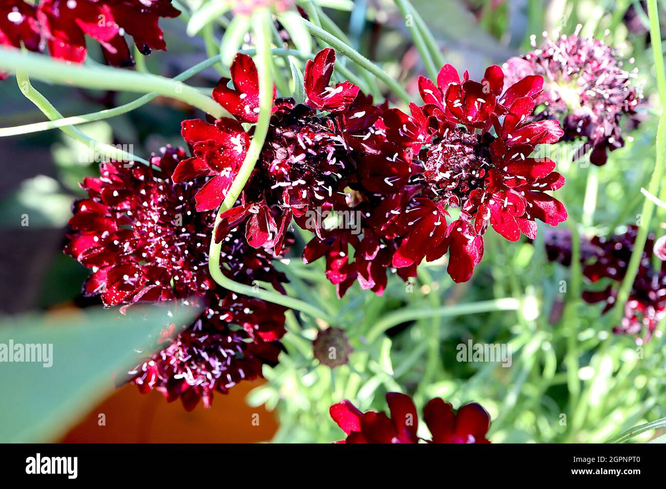 Scabiosa atropurpurea ‘Black Cat’ Scabious Black Cat – crimson red ...