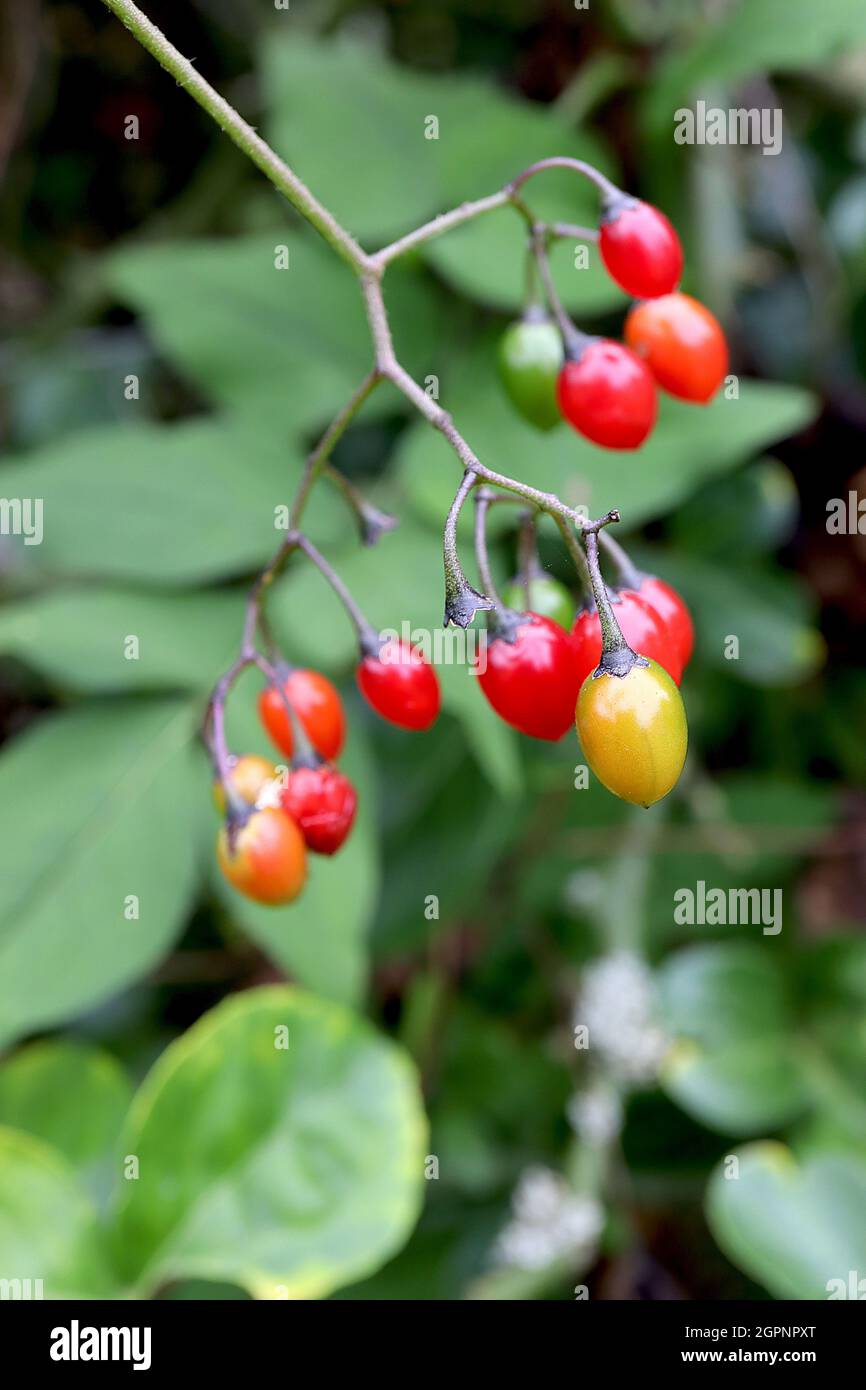 Arrow shaped leaves hi-res stock photography and images - Alamy