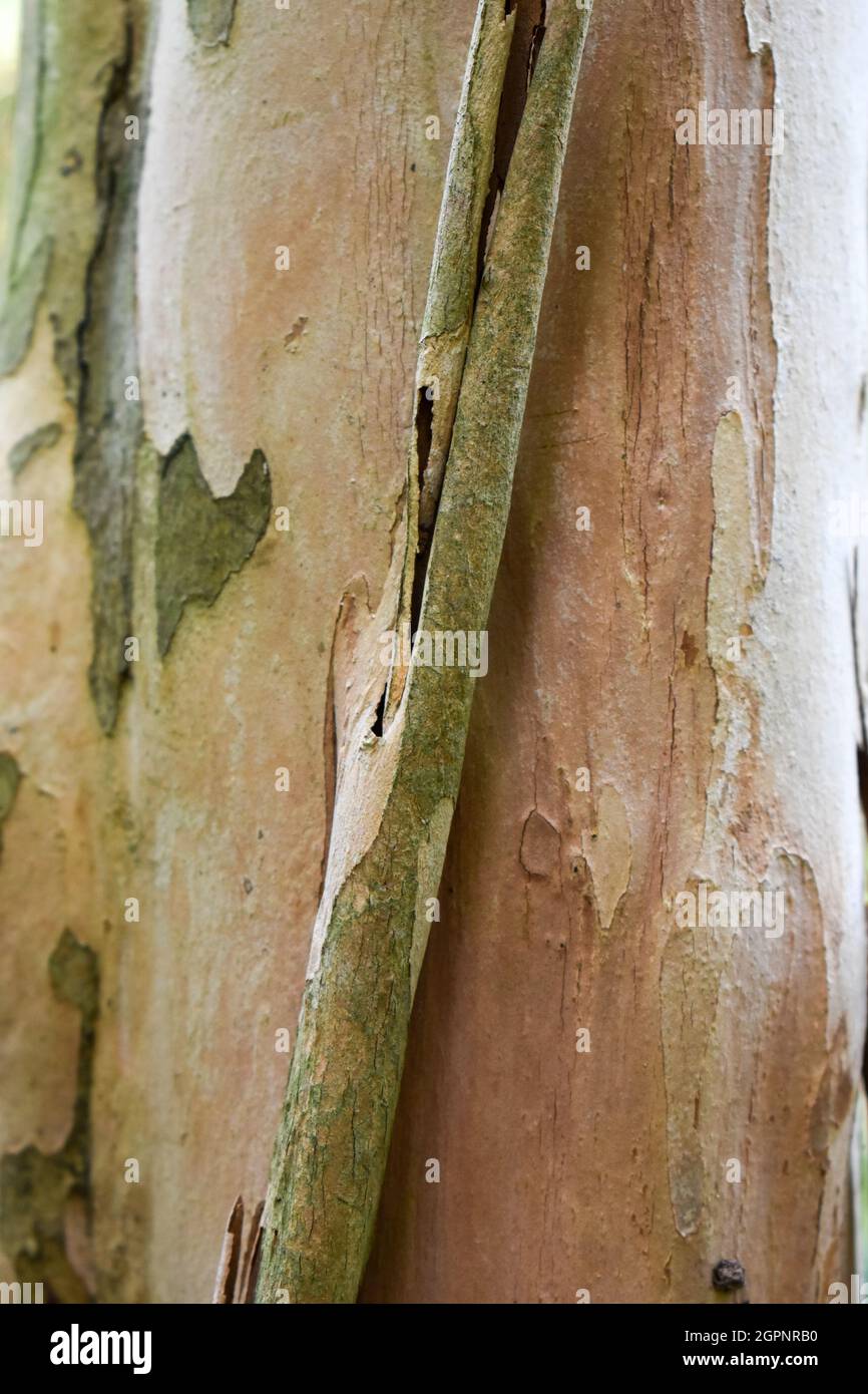 Vertical shot of textured tree bark for wallpaper and background Stock ...