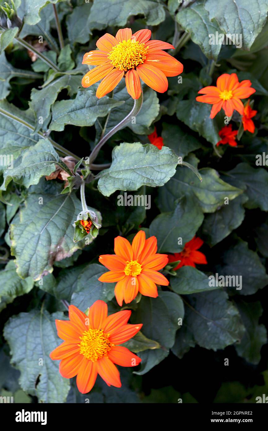 Tithonia rotundifolia ‘Torch’ Mexican sunflower Torch – bright orange ...