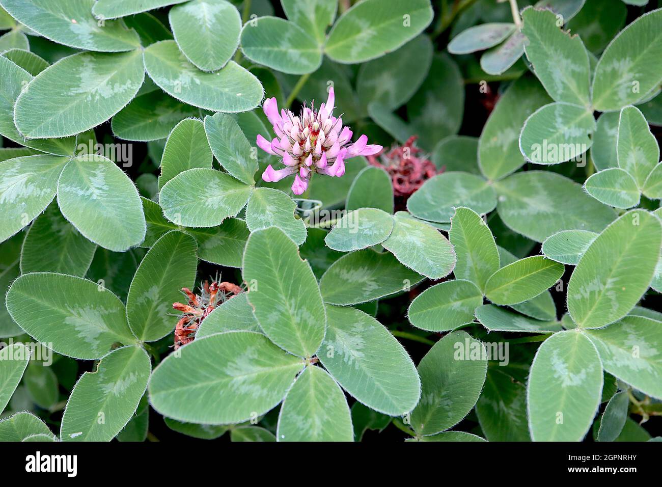 Trifolium pratense red clover – dense clusters of white to pink ...