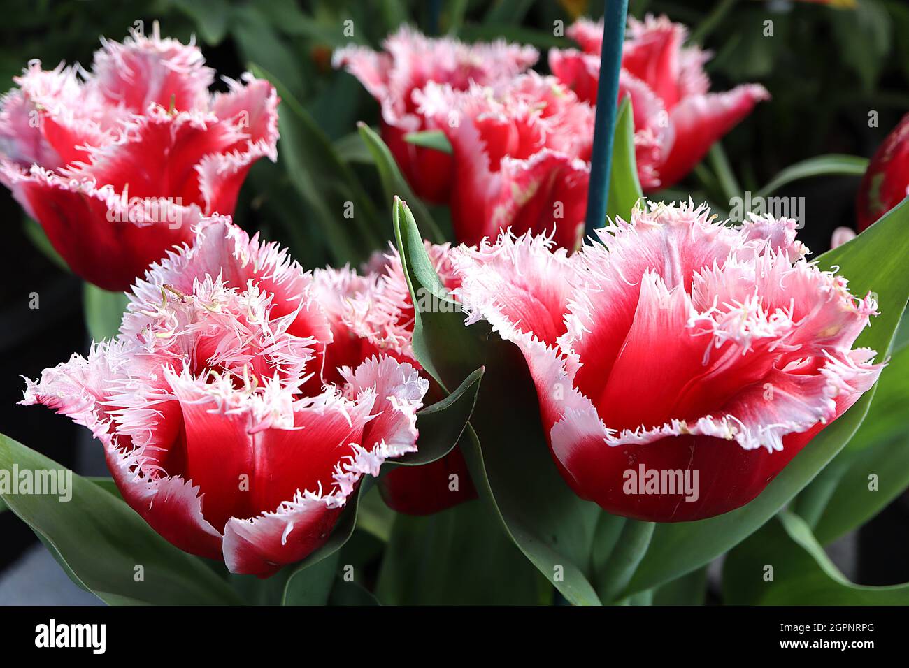 New santa tulip hi-res stock photography and images - Alamy