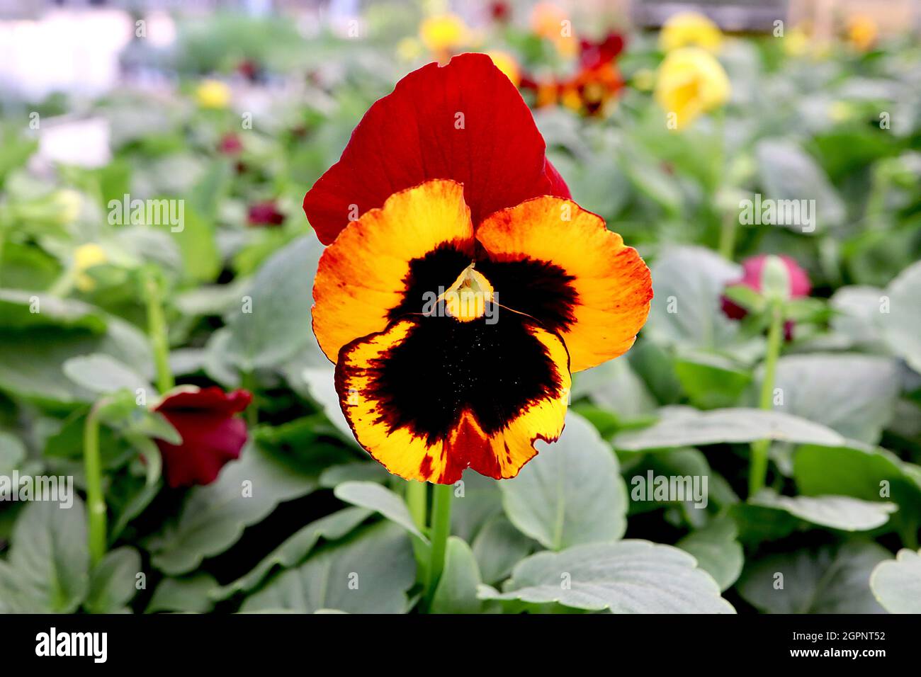 Viola ‘Delta Inferno mix’ pansy Delta Inferno mix – deep yellow flowers ...