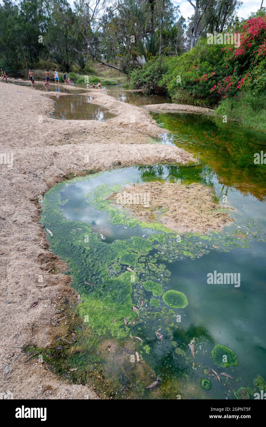 Algal growth in the hot water flowing in Nettle Creek, Innot Hot ...