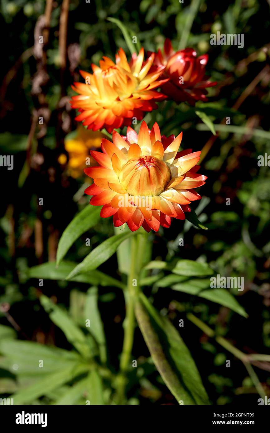 Orange copper hi-res stock photography and images - Alamy