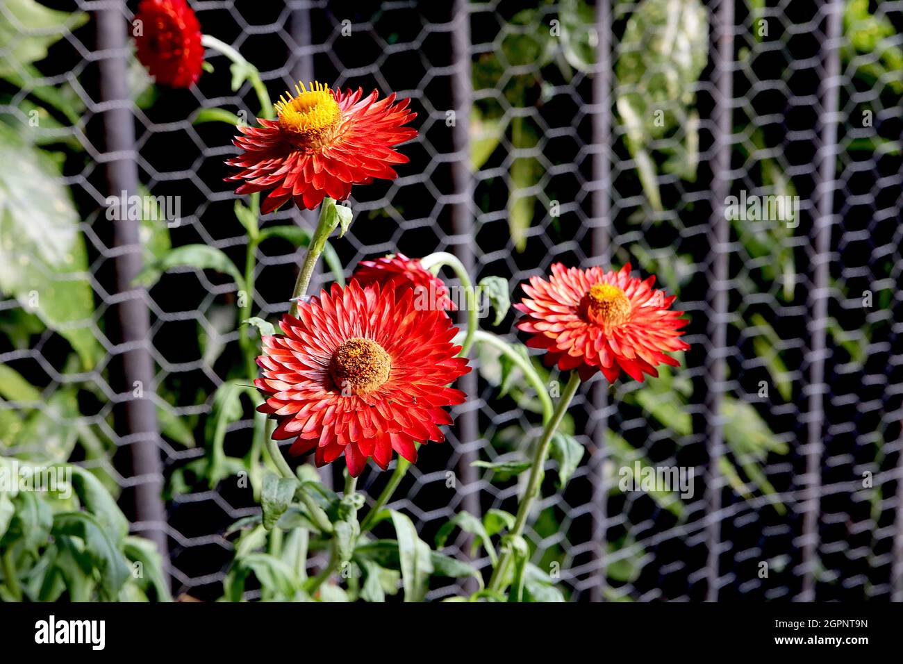 Copper disc hi-res stock photography and images - Alamy