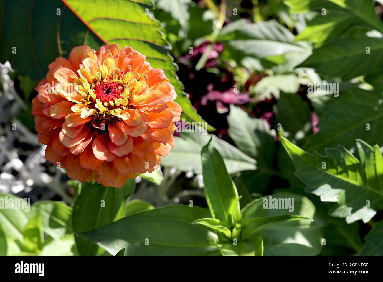 Zinnia elegans ‘Queen Lime Orange’ fully double orange flowers with ...